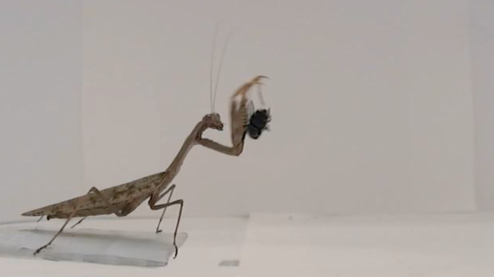 Praying Mantis Facts | Species, Diet, Life Cycle & Identification